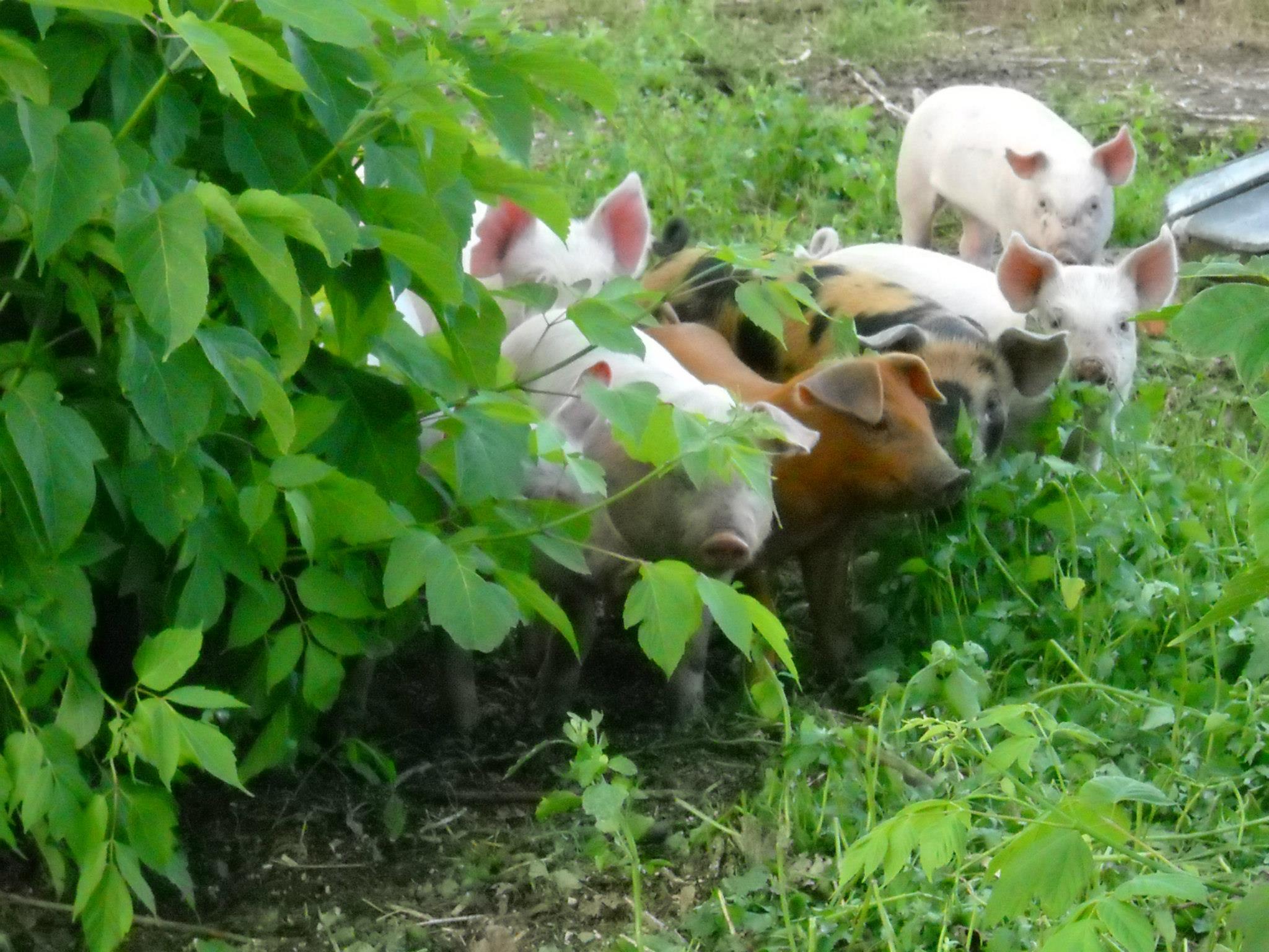 Photo Gallery – simple harvest farm